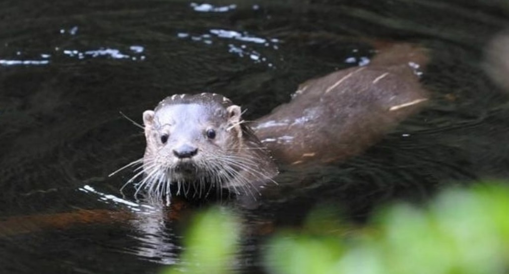 Apareció un lobito de río en Santa Elena: las fotos que le sacaron