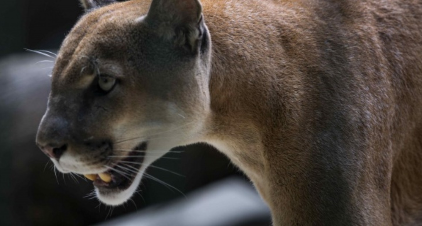 La Paz: un perro apareció muerto y los vecinos dicen que lo atacó un puma